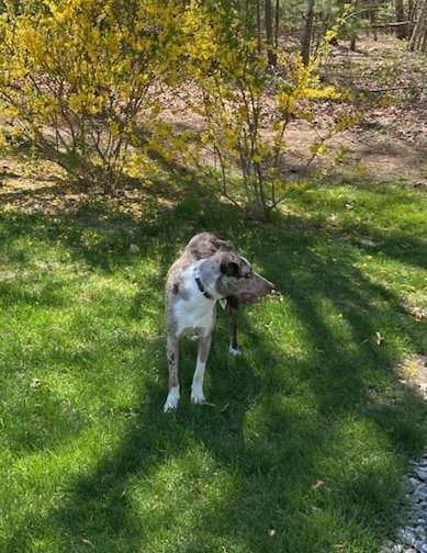 Dog for adoption - Hodo - MA, a Catahoula Leopard Dog in Sturbridge, MA ...