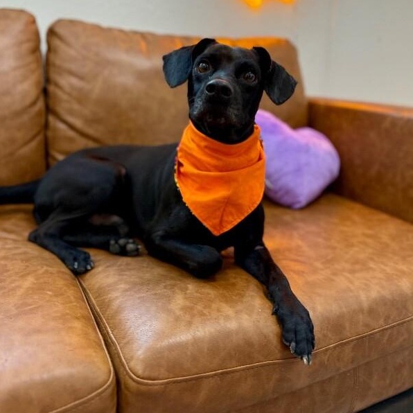 Dog for adoption - Josh Shinn, a Miniature Dachshund & Labrador ...