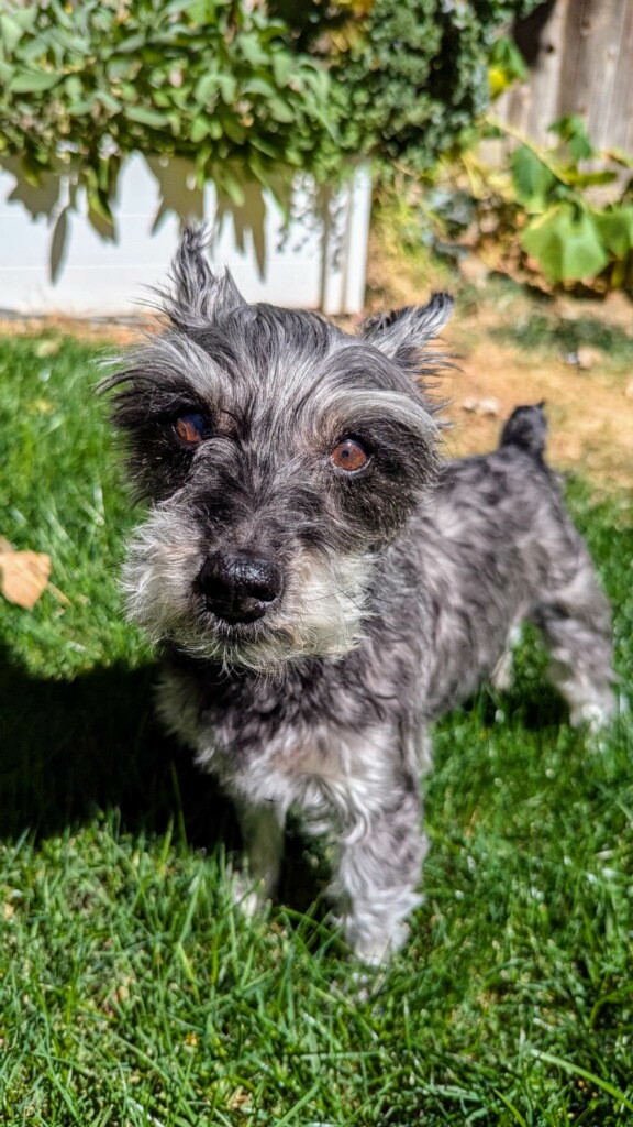 Adoptable Dogs – Colorado Mini Schnauzer Rescue