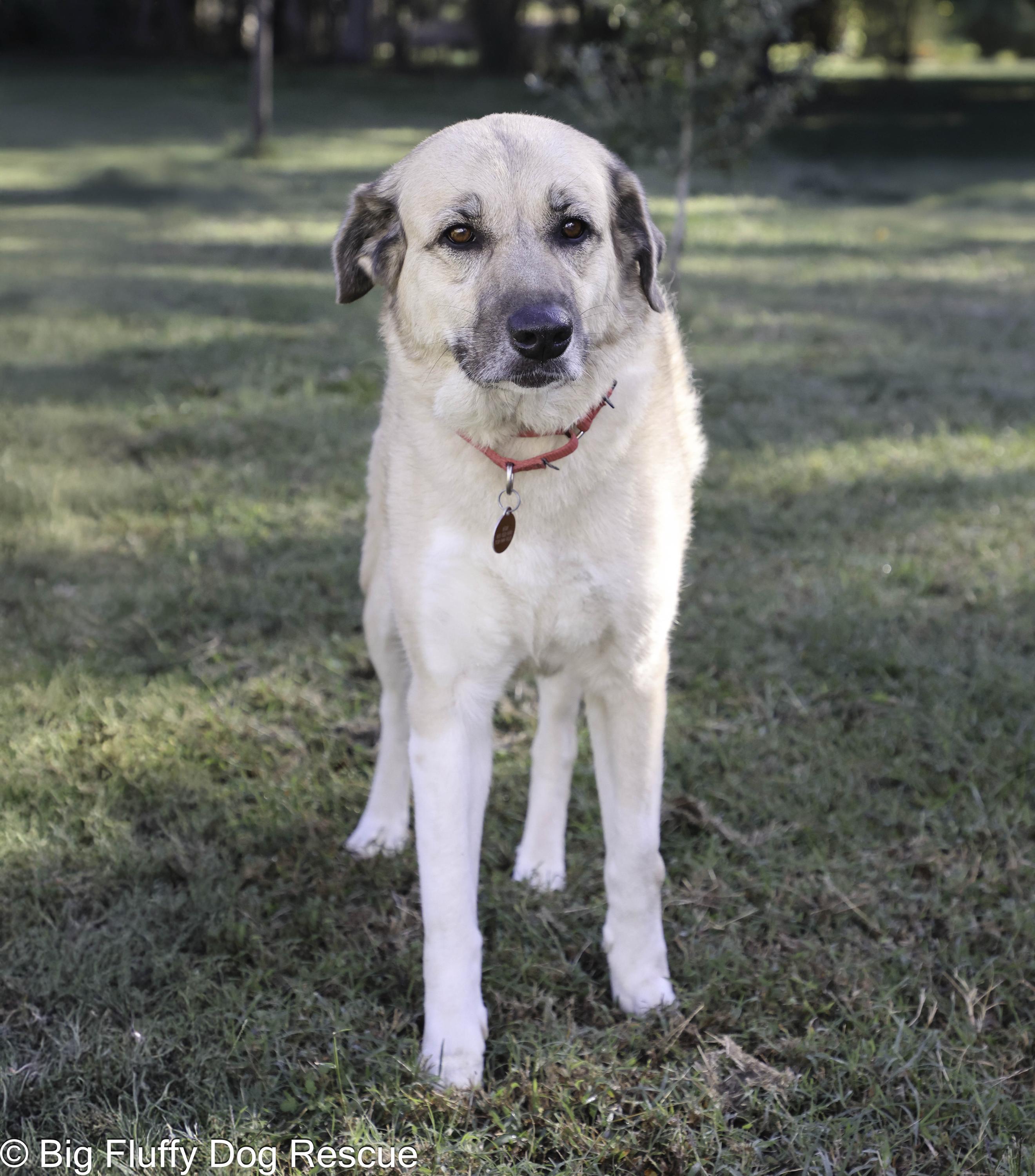 Dog for adoption - Kalea, an Anatolian Shepherd & Great Pyrenees Mix in ...