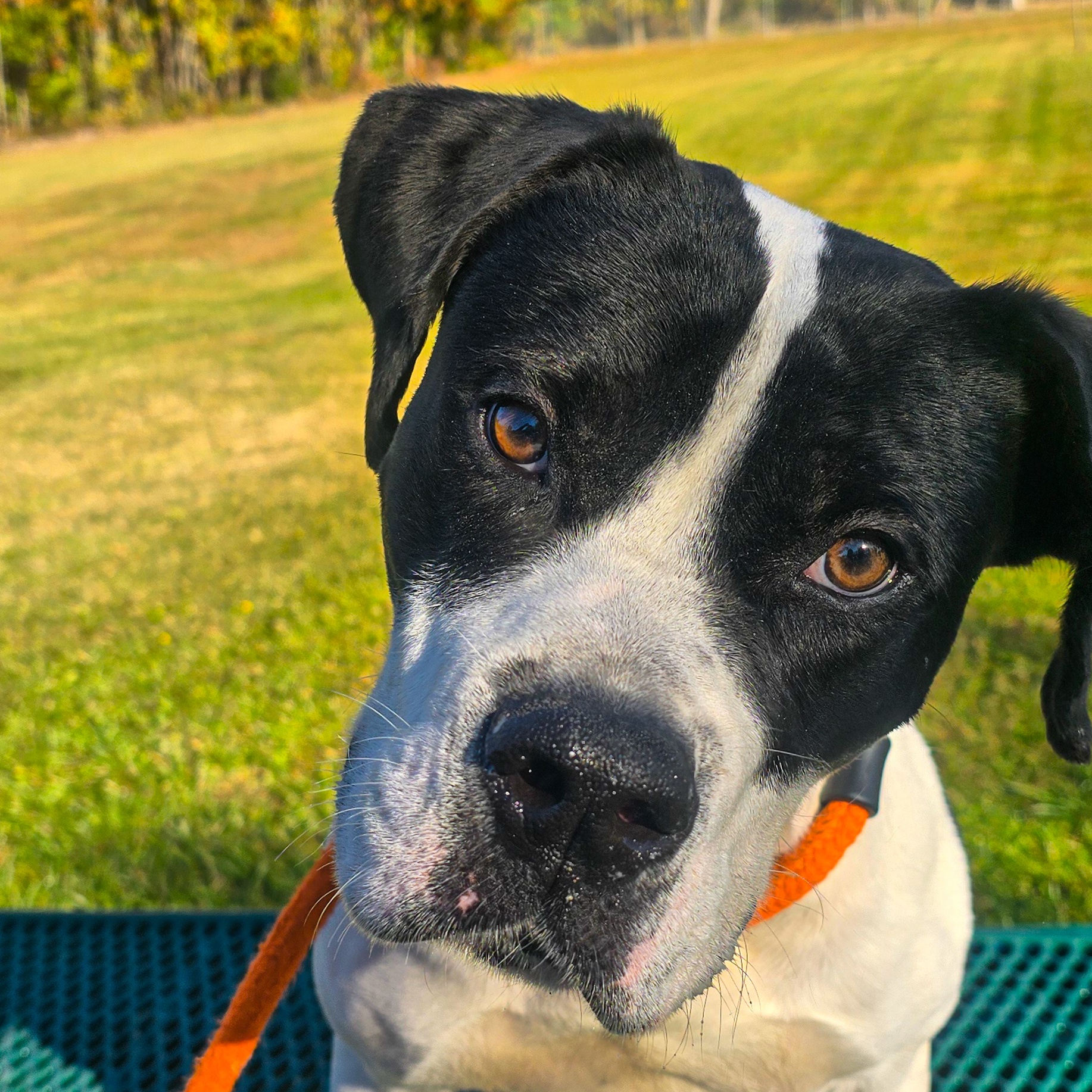 Adoptable Pets | Berrien County, MI