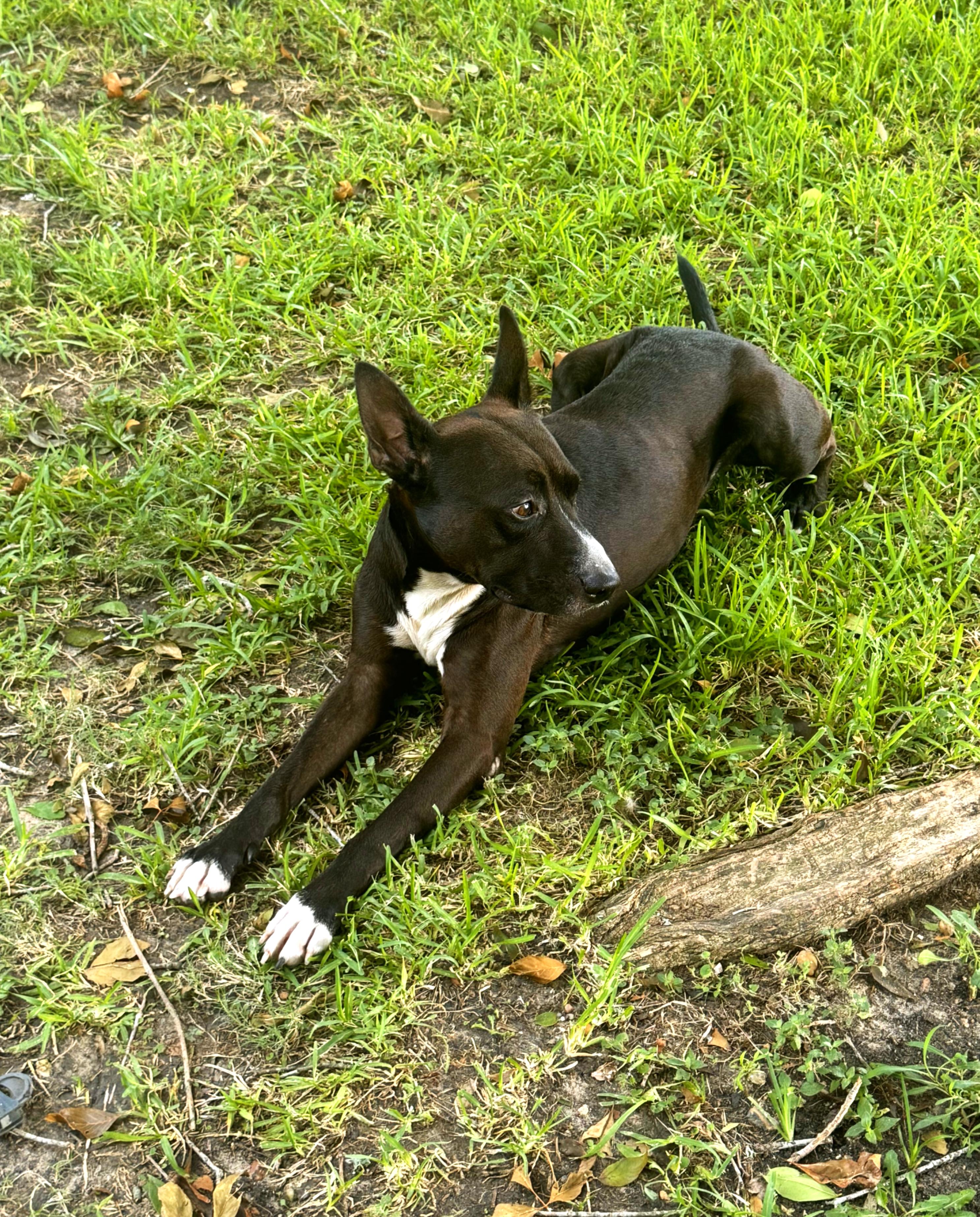 Dog for adoption - Winnie (the Pooch), a Pit Bull Terrier Mix in ...