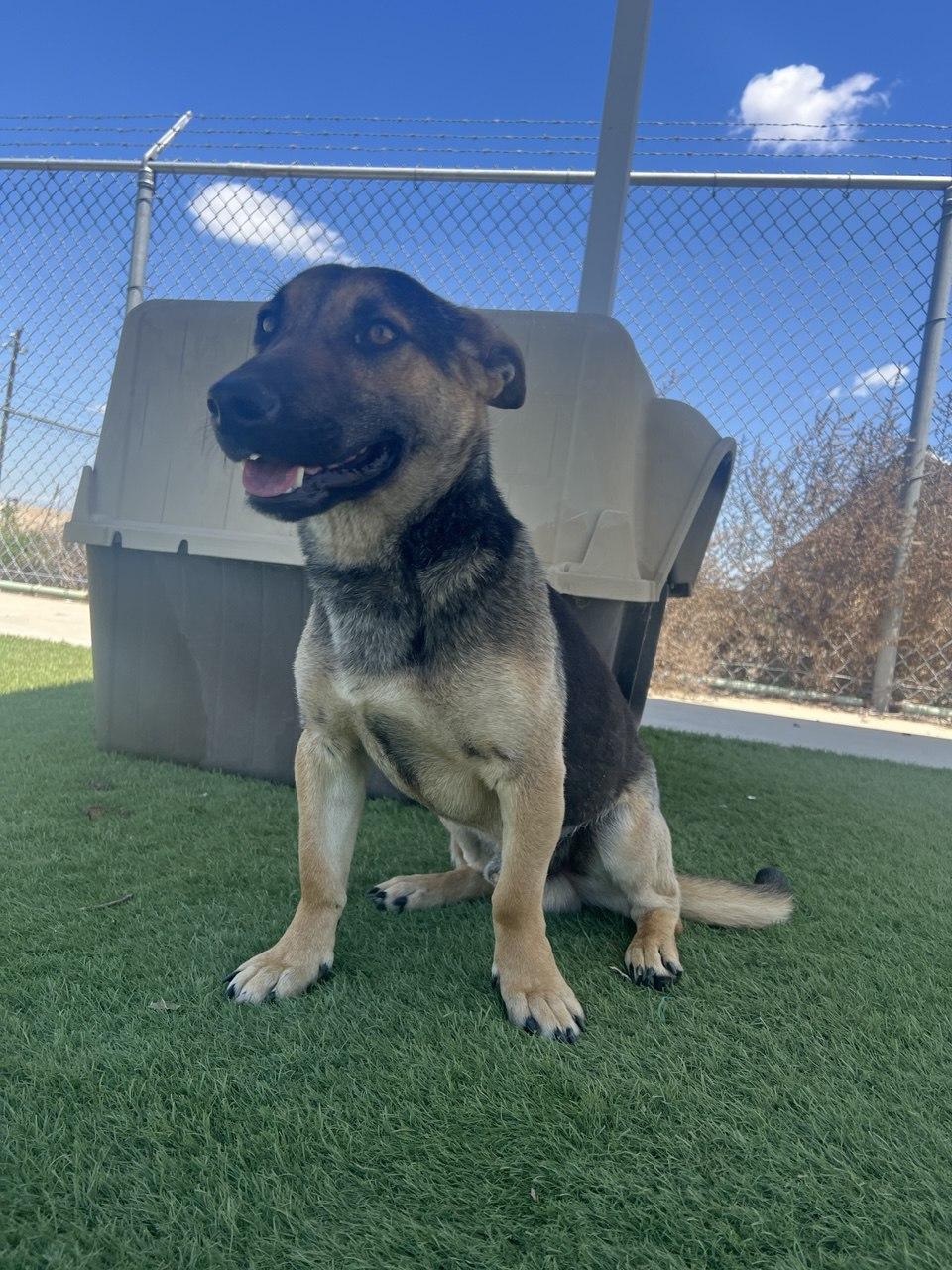 Dog for adoption - REX (AVAILABLE: 5/23/25), a German Shepherd Dog in ...