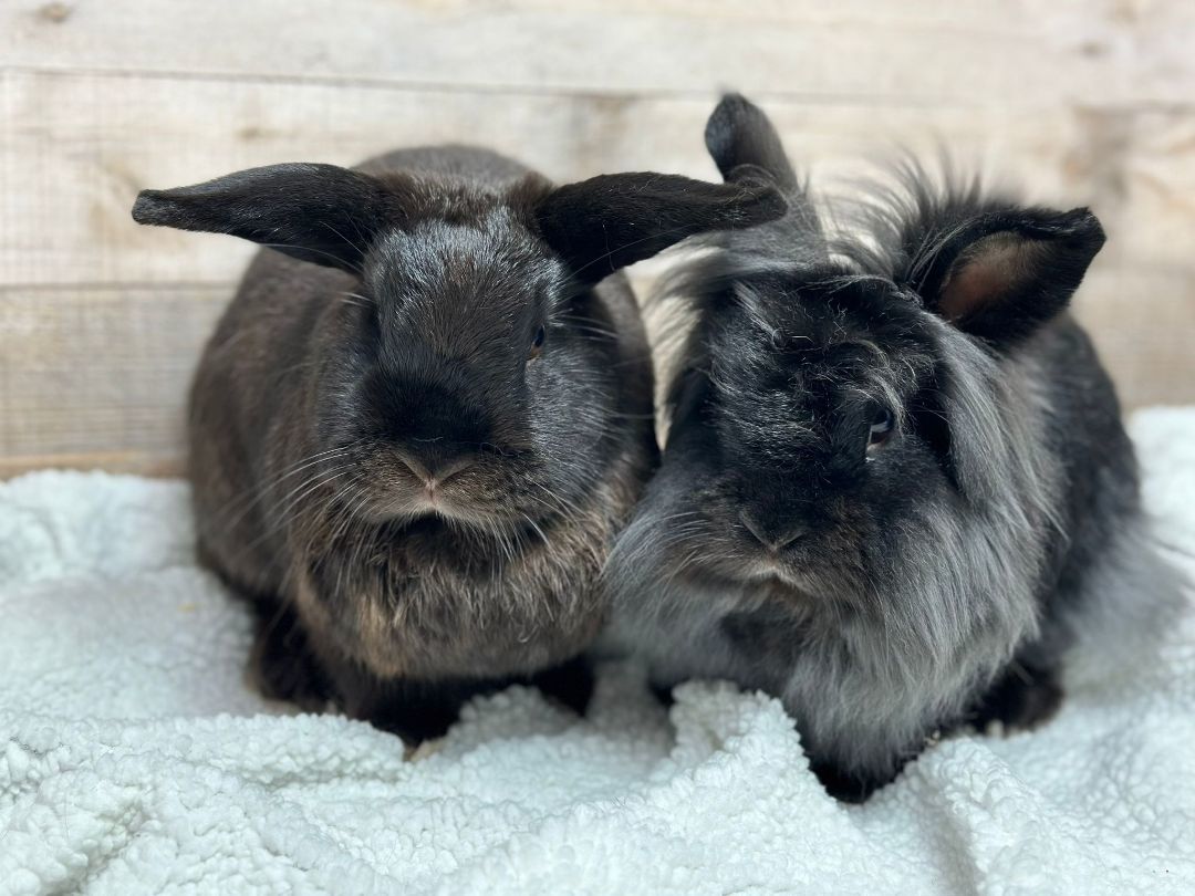Rabbit for adoption - Luna & Fabio, a Lionhead in Fountain Valley, CA ...