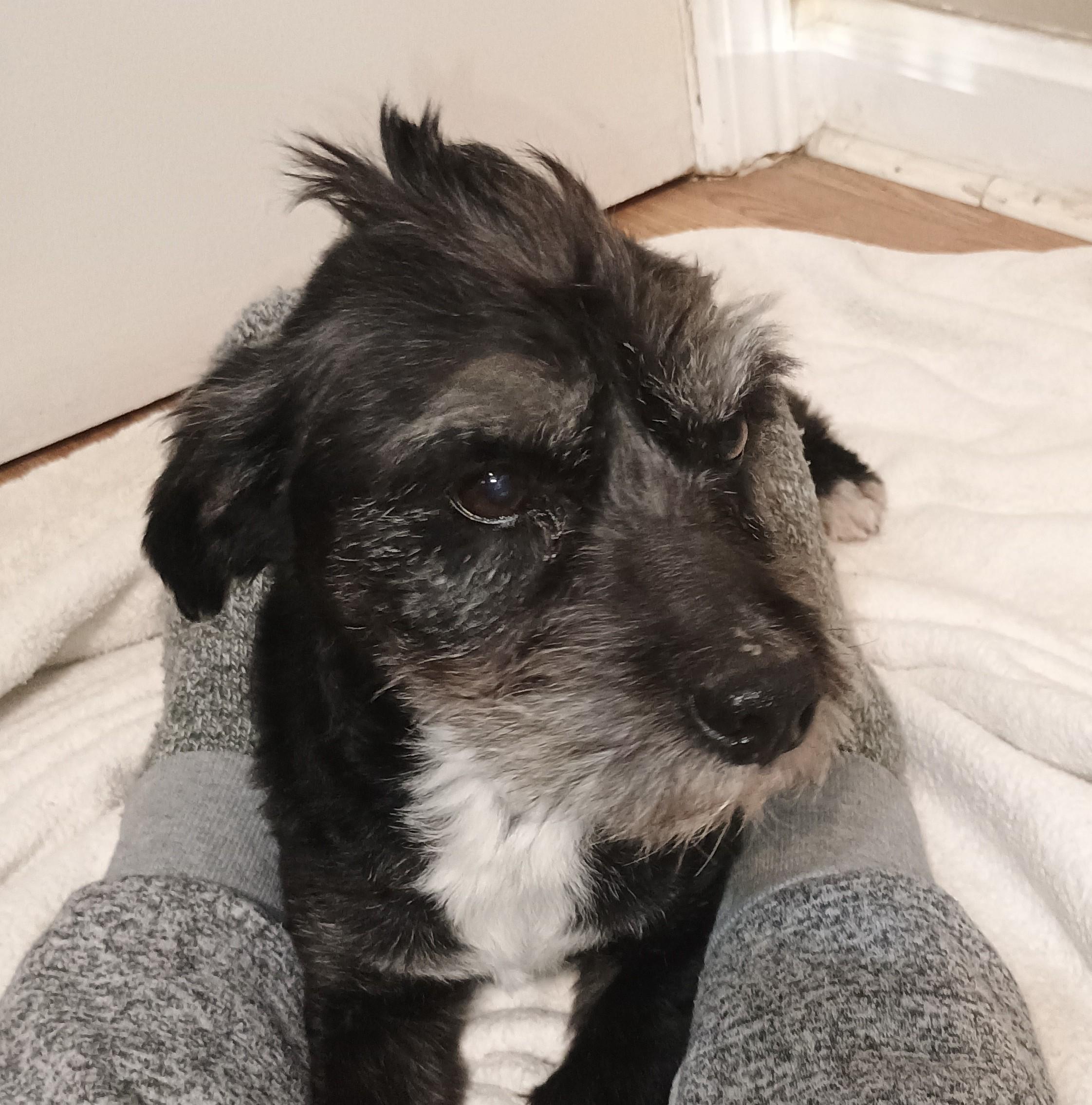 Bobo - Adoptable Pet | Petfinder | Petfinder