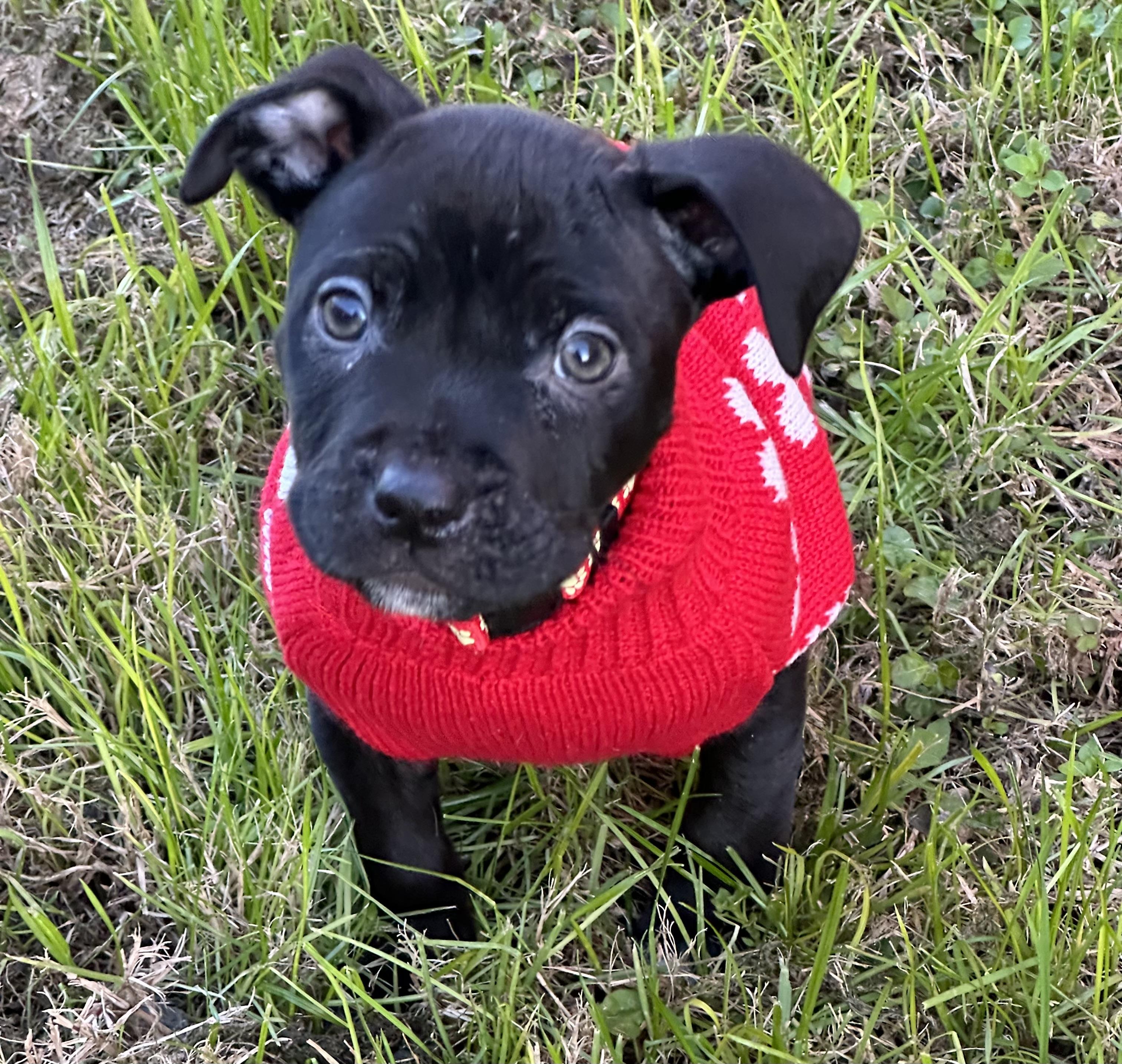 Cecil County SPCA in Chesapeake City, MD