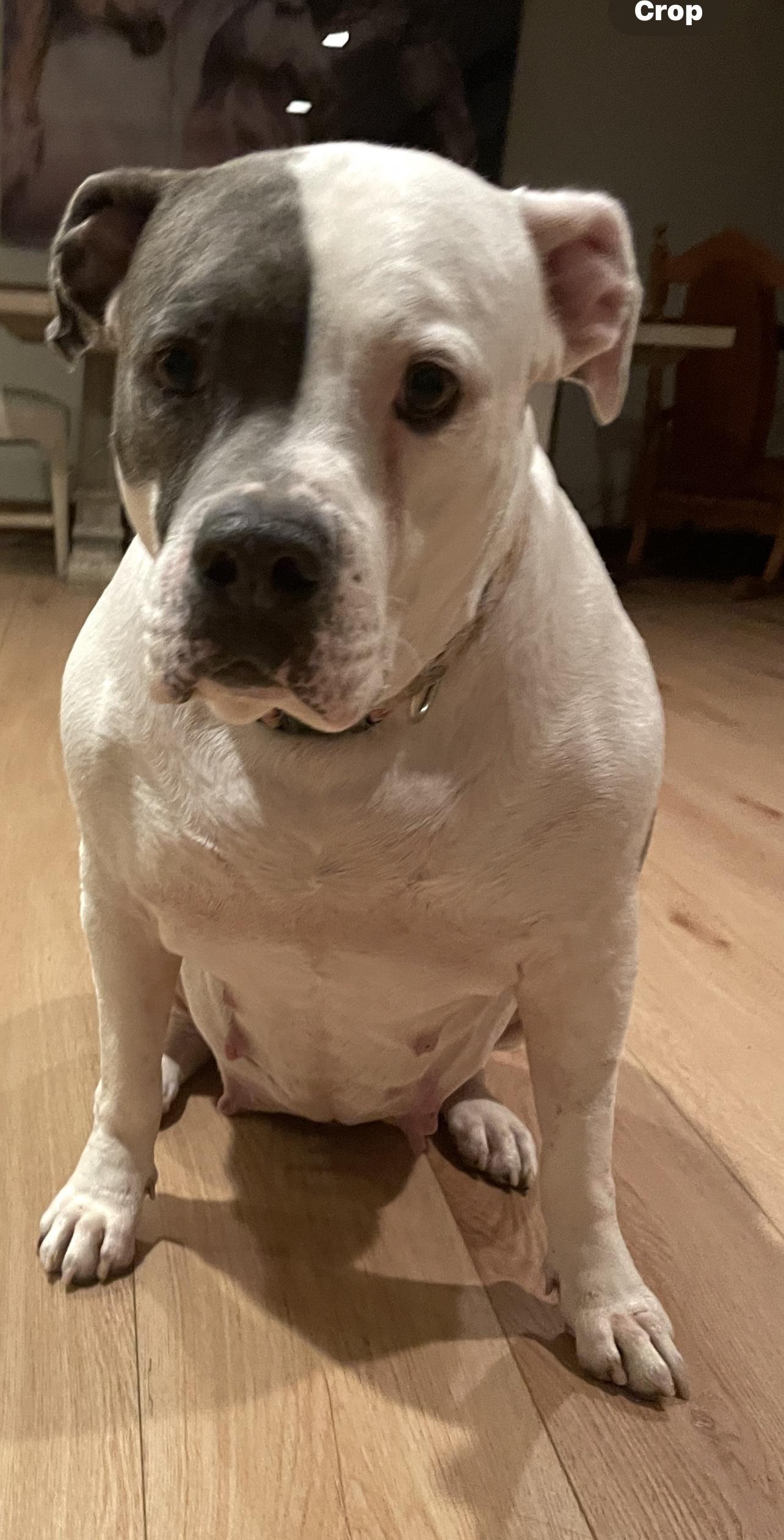 Dog for adoption - Adeline (Addy), an American Bulldog in West Palm ...