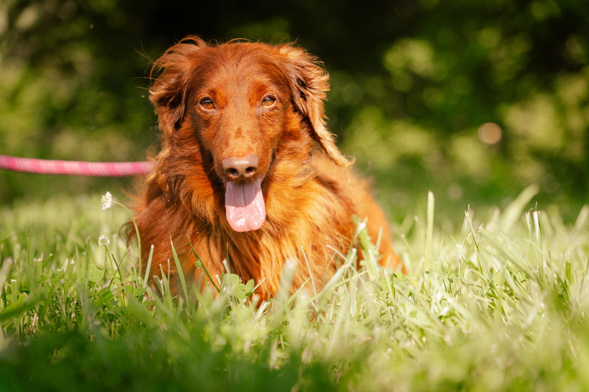 Dog for adoption - Pepe - Transport, a Dachshund (Miniature Long Haired ...
