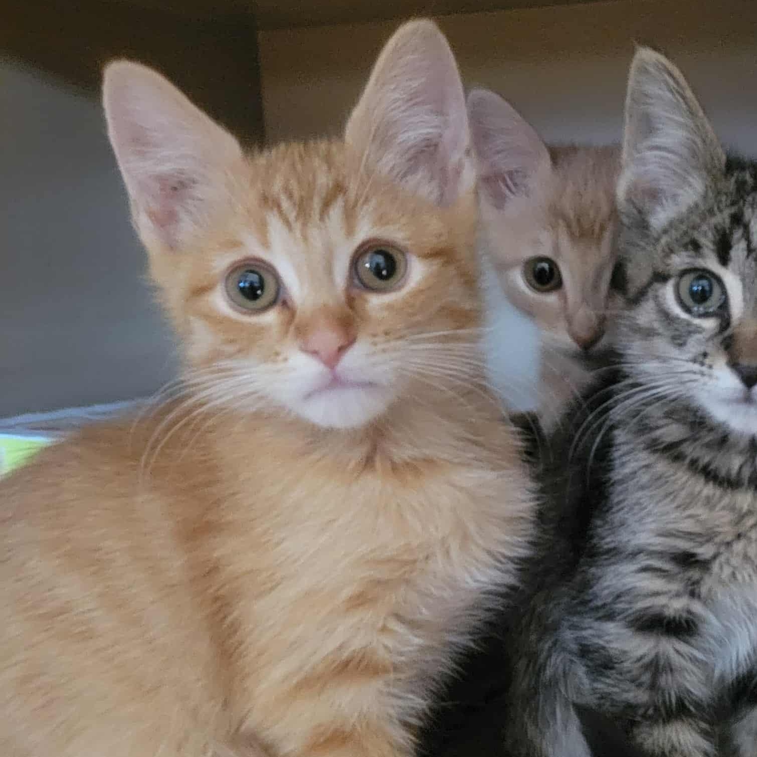 Cat for adoption - HARVEST - FFPR, a Domestic Short Hair in Antioch, CA ...