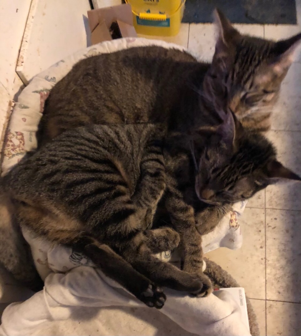 Cat for adoption - Jojo & Mocho-Bonded Pair, a Tabby in Webster, TX ...