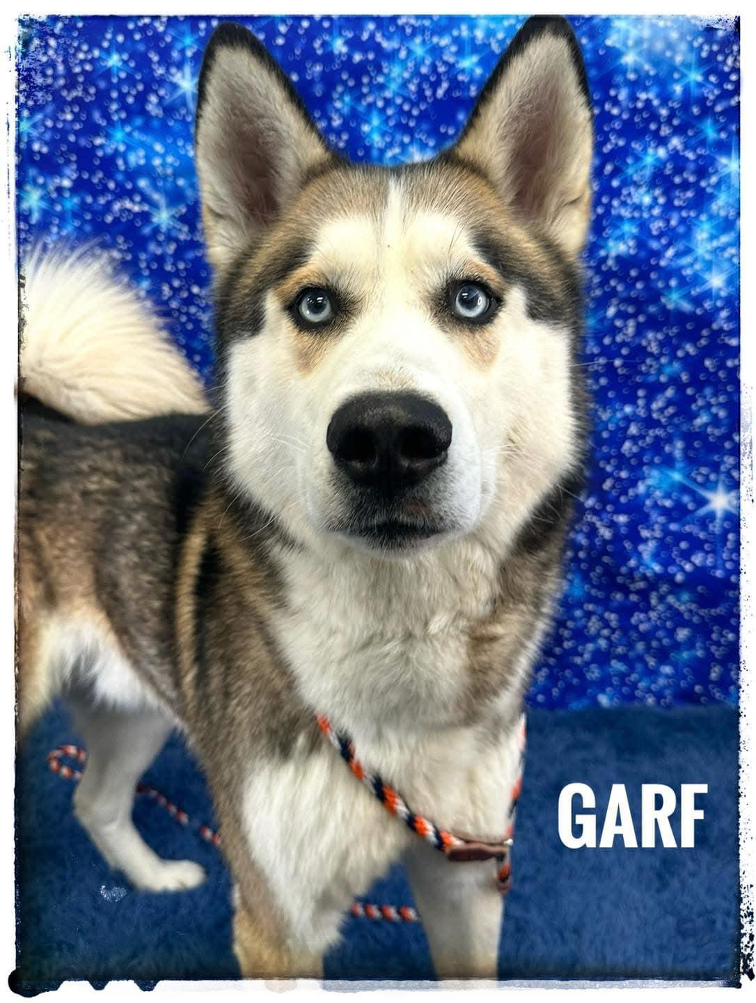 Dog for adoption - Garf, a Husky Mix in Flint, MI | Petfinder