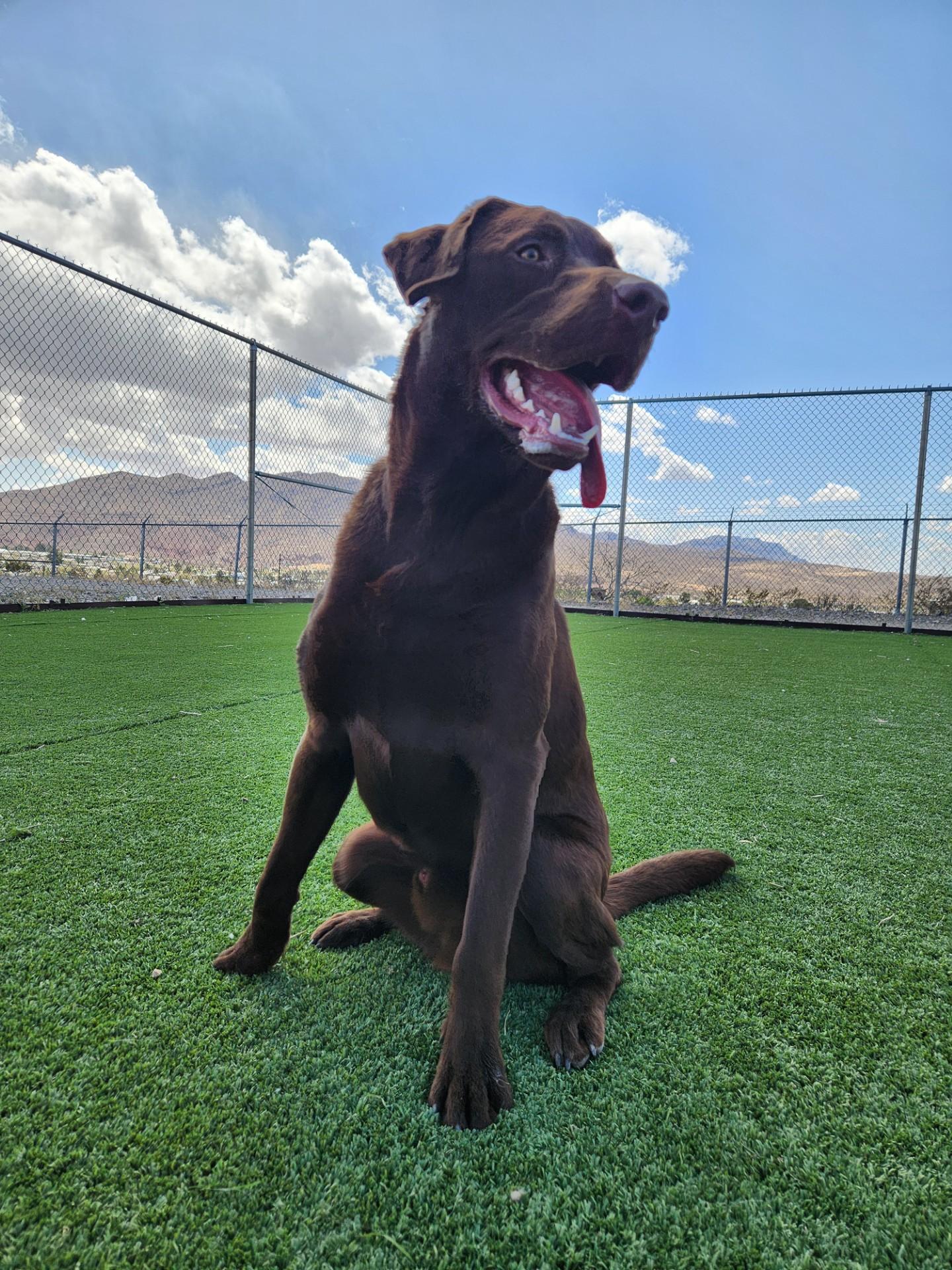 Dog for adoption - Dodger, a Chocolate Labrador Retriever in Truth or ...