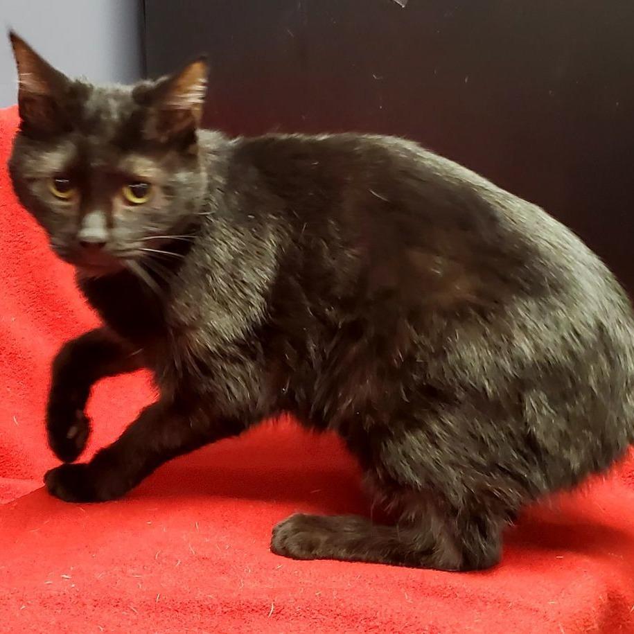 Adopt Lb in Richmond | Domestic Short Hair cat | Buddy