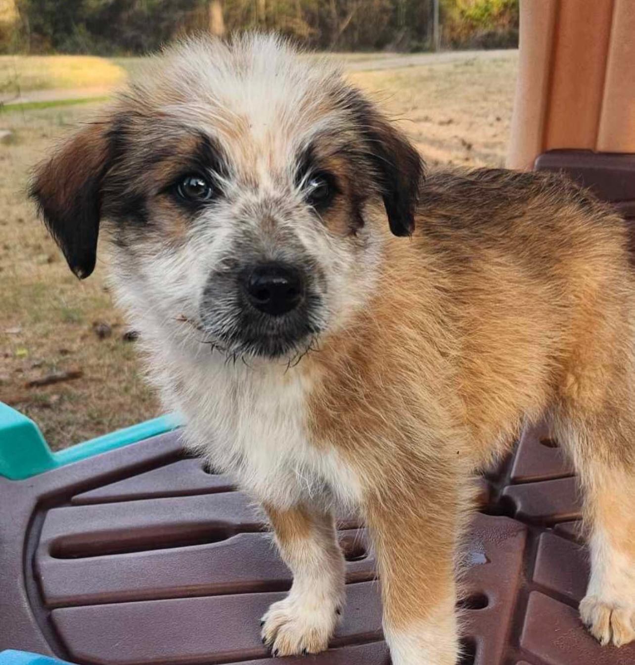 Dog for adoption - River, an Australian Cattle Dog / Blue Heeler ...