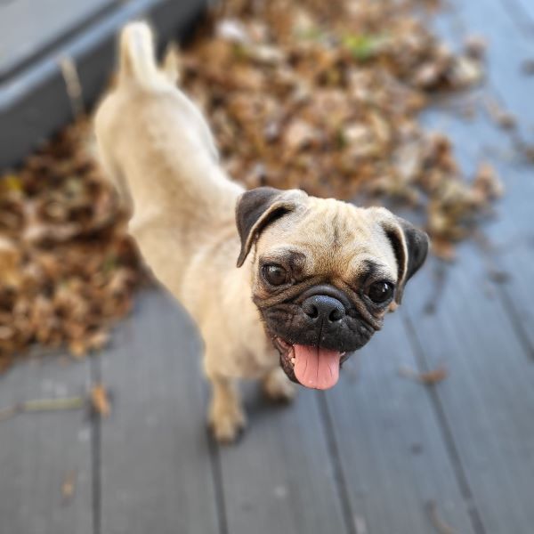 Dog for adoption - Juniper, a Pug in Alvin, TX | Petfinder