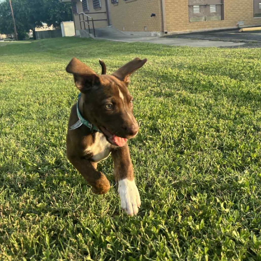 Dog for adoption - Dixie, a Chocolate Labrador Retriever & Shepherd Mix ...