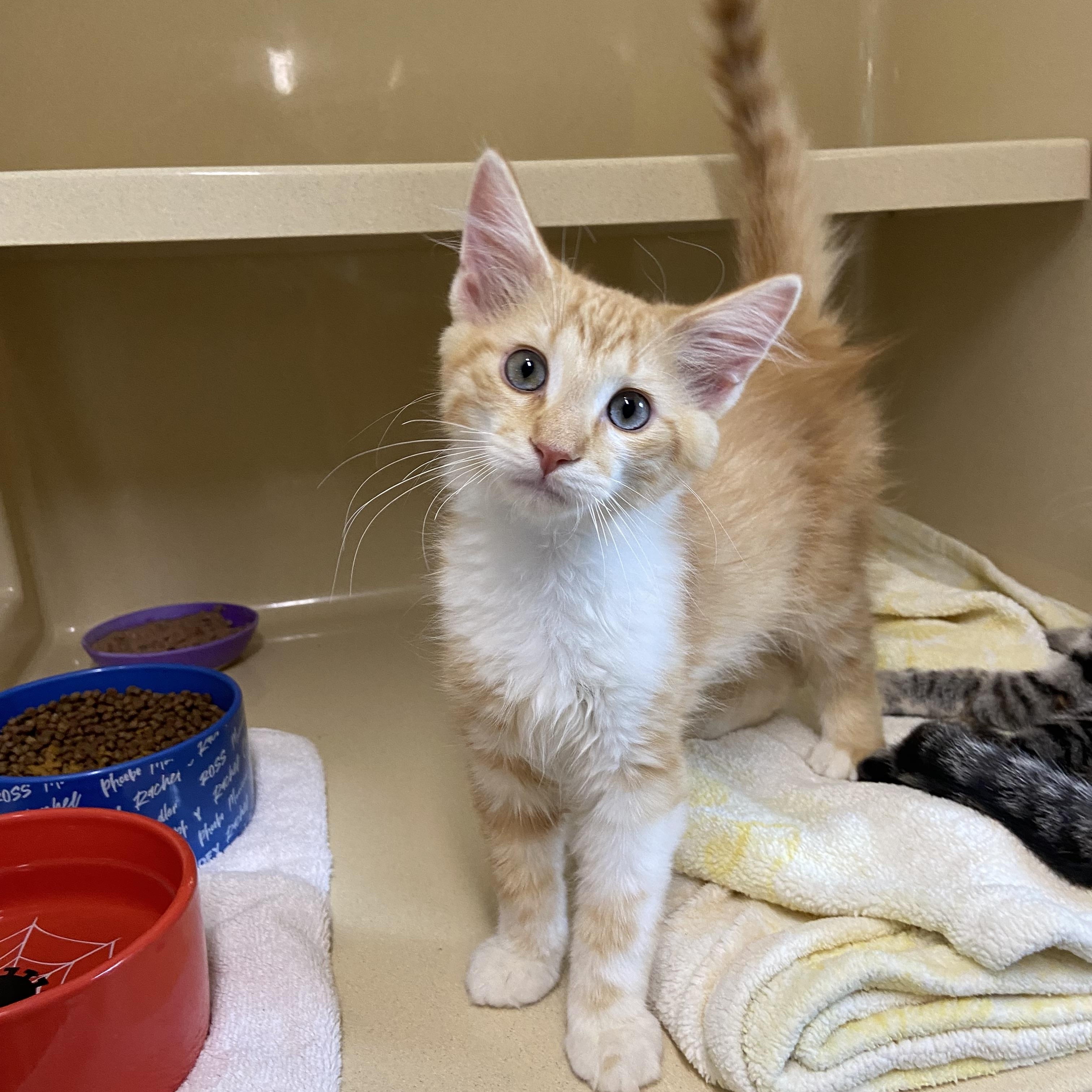 Cat for adoption - Bobrito Bandito, a Domestic Medium Hair in ...