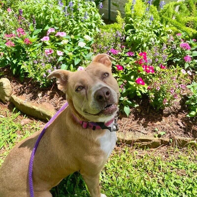 Dog for adoption - Leoni Roe Lover Girl, a Pit Bull Terrier & Labrador ...