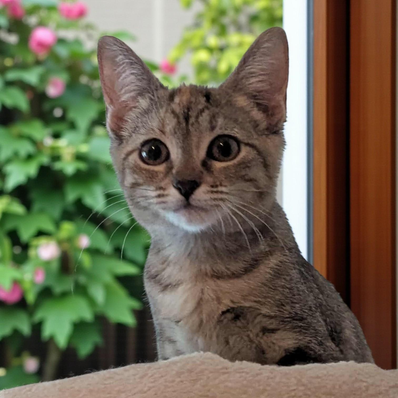 Cat for adoption - Lime, a Domestic Short Hair Mix in Syracuse, NY ...