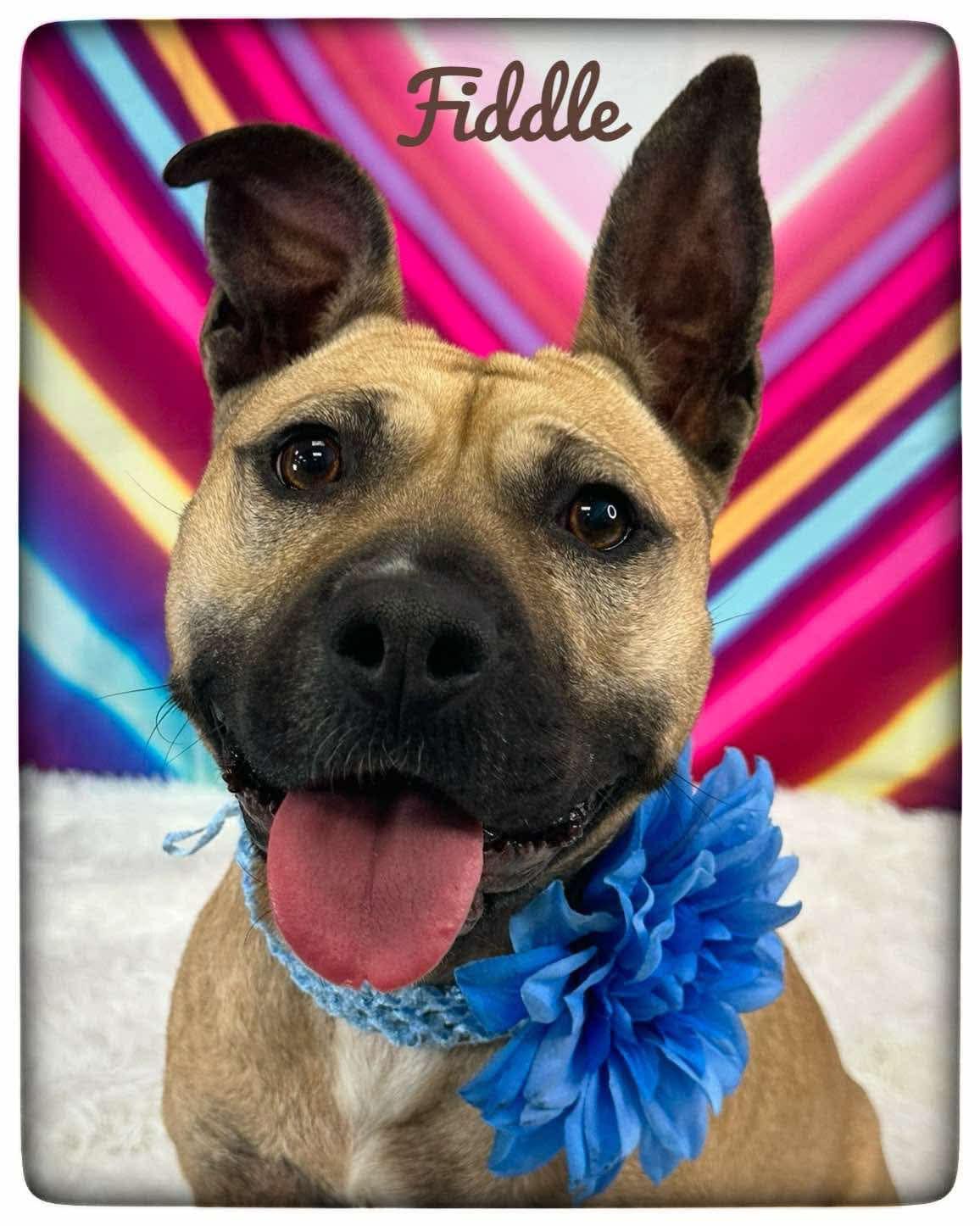 Dog for adoption - Fiddle, a Mixed Breed in Flint, MI | Petfinder