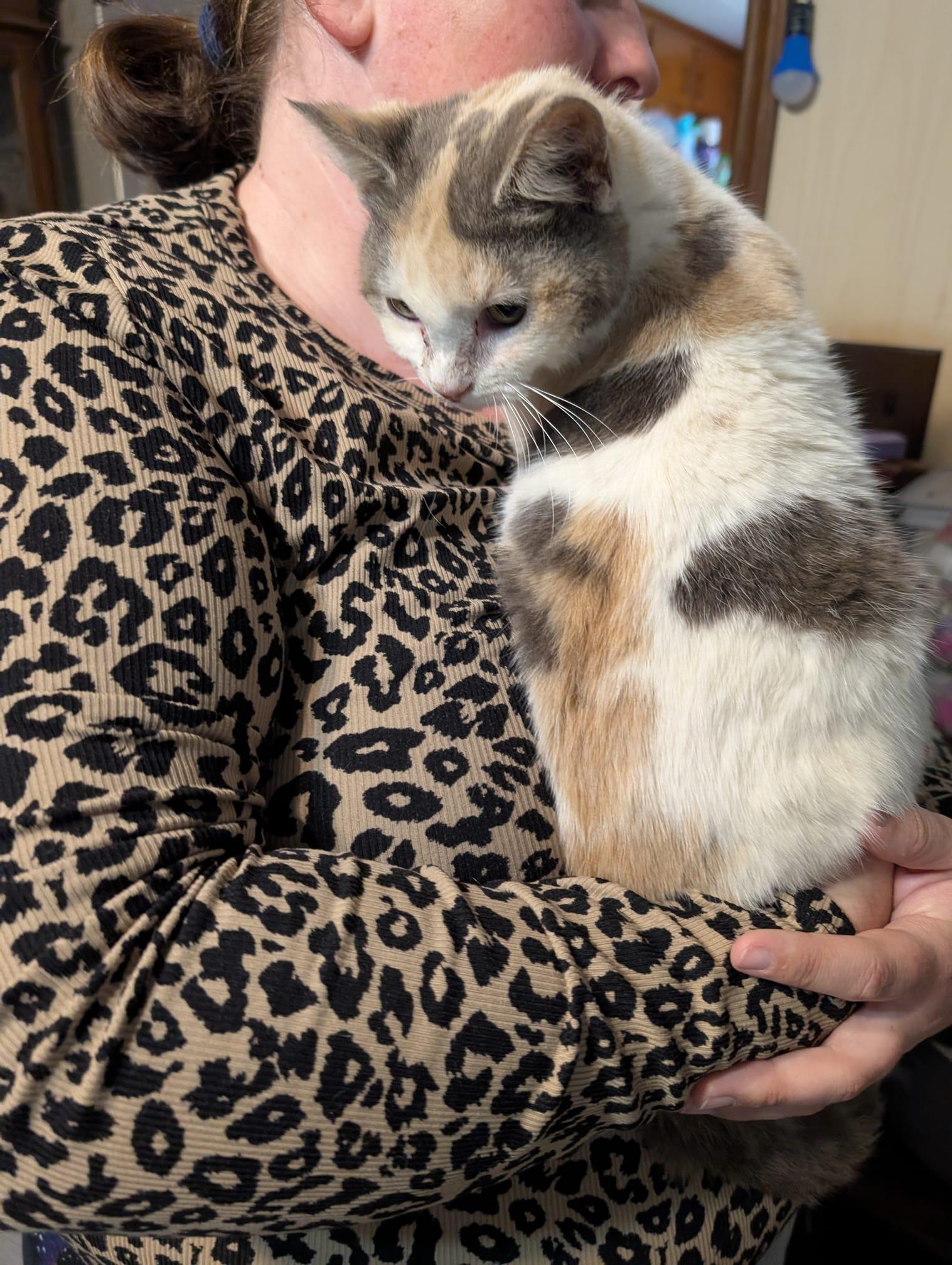 Cat for adoption - Hermione, a Domestic Short Hair in Floyd, VA | Petfinder