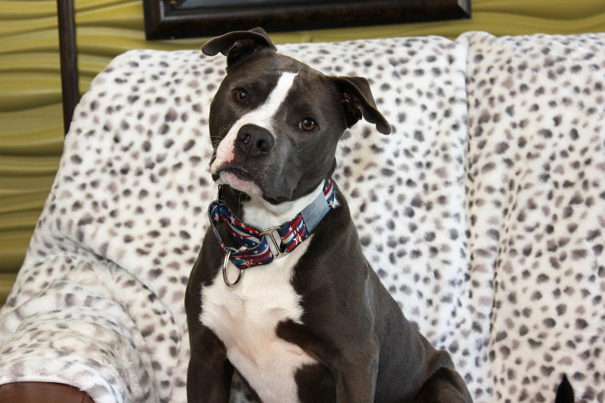 Dog for adoption - Nimbus, a Terrier Mix in Sioux Falls, SD | Petfinder