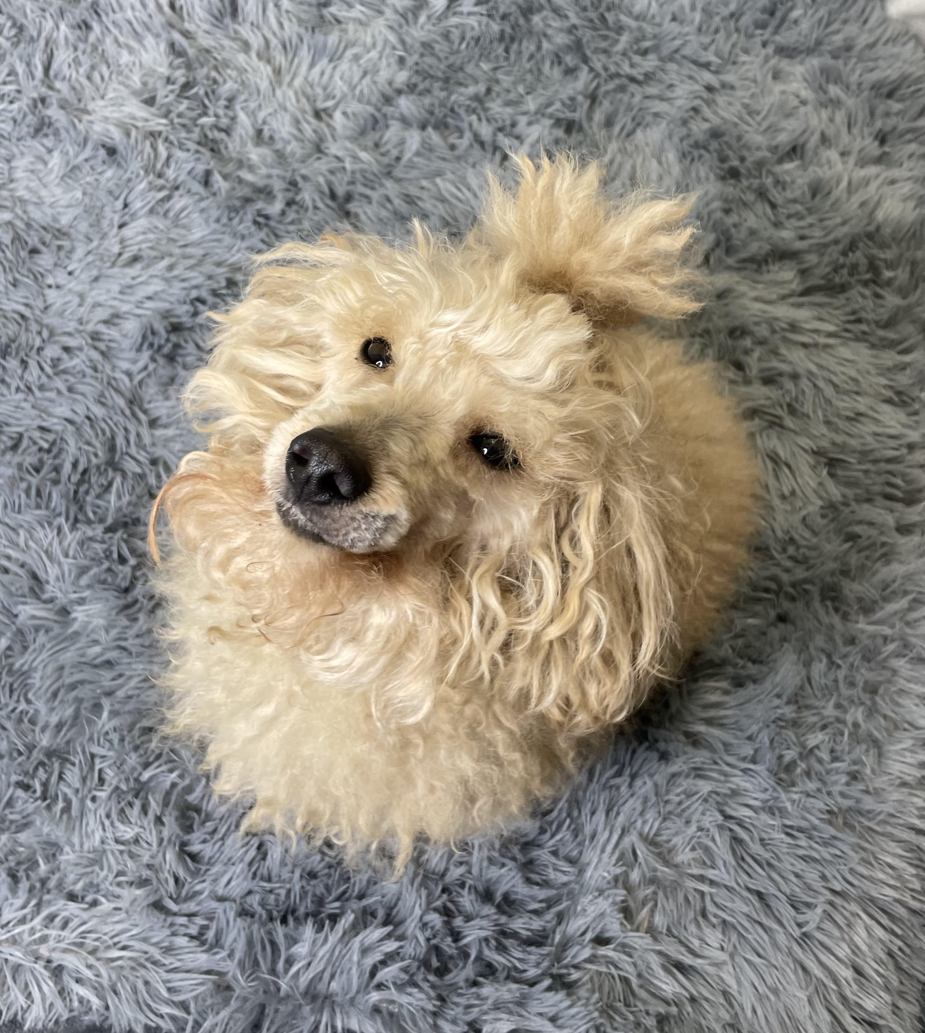 Available Dogs - The A.R.K - Animal Recycling Kennel