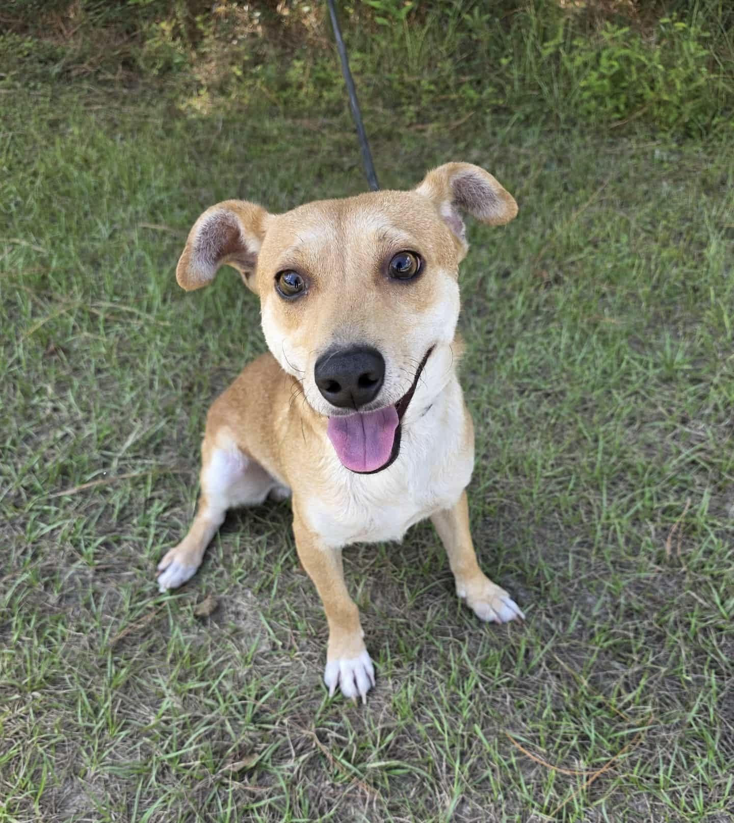 Dog for adoption - Fenrir, a Miniature Dachshund Mix in Albion, MI ...