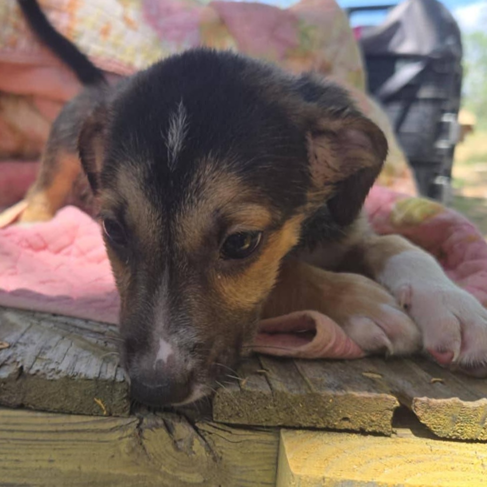 Dog for adoption - Poppy, a German Shepherd Dog & Labrador Retriever ...