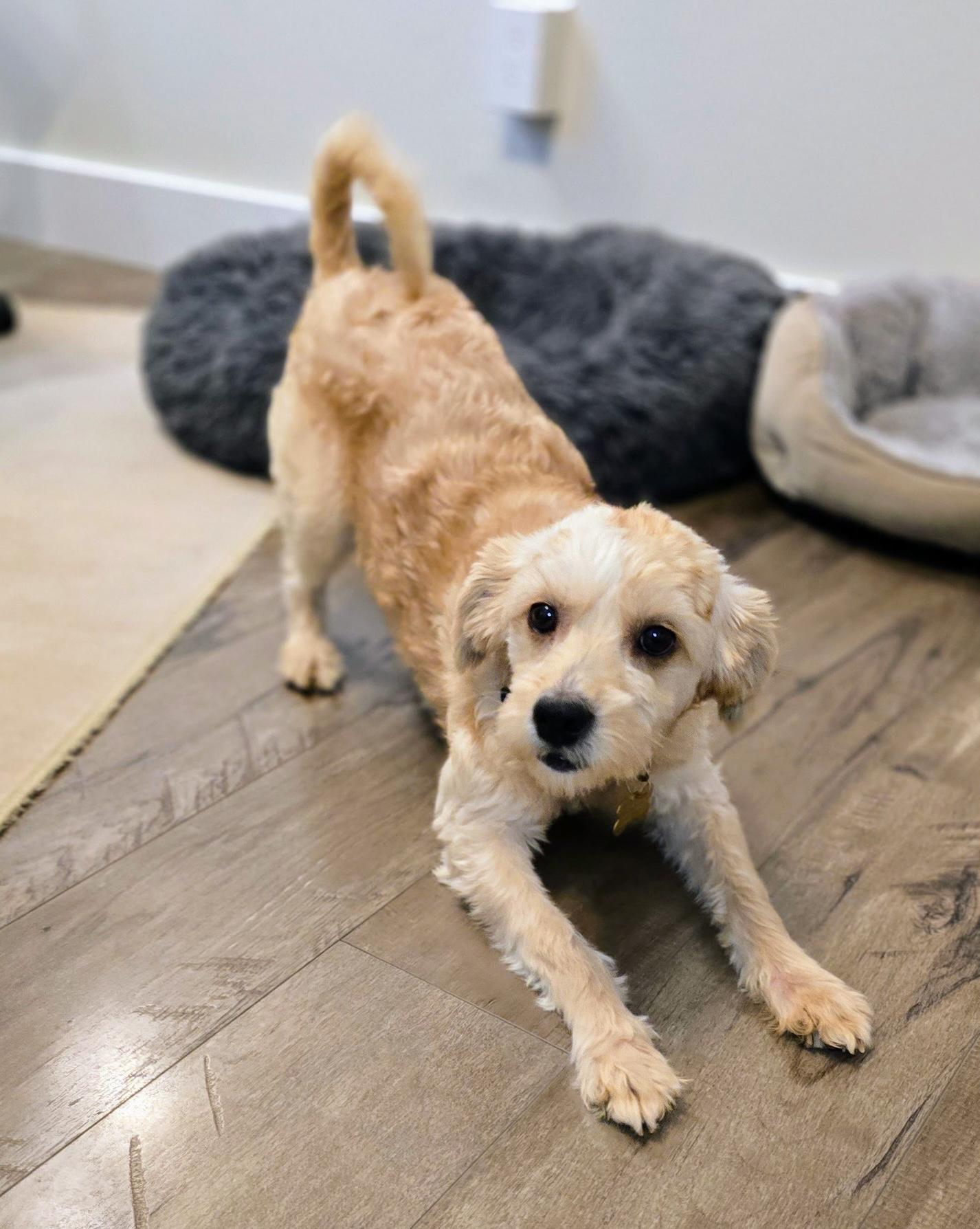 Dog for adoption - Waylon, a Miniature Poodle Mix in Portland, OR | Petfinder
