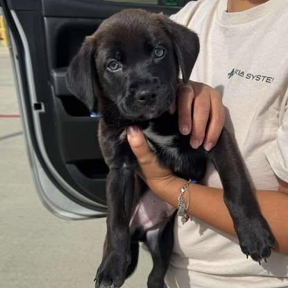 Dog for adoption - Jake, a Labrador Retriever Mix in Allentown, PA ...