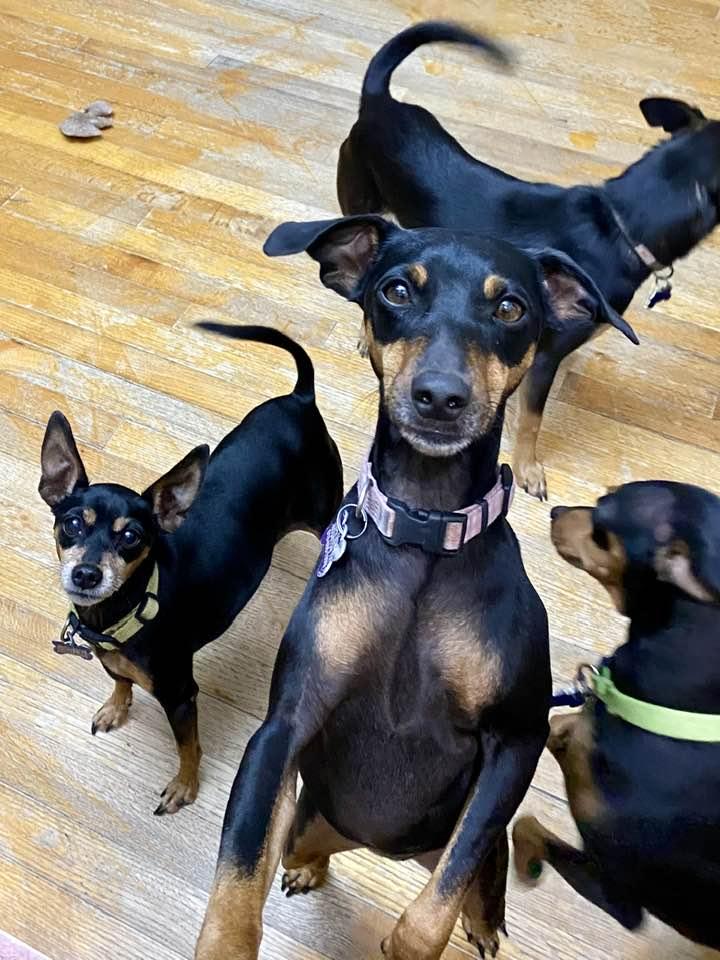 Dog for adoption - Jack & Jill (a pair) - Adoption Pending!, a ...