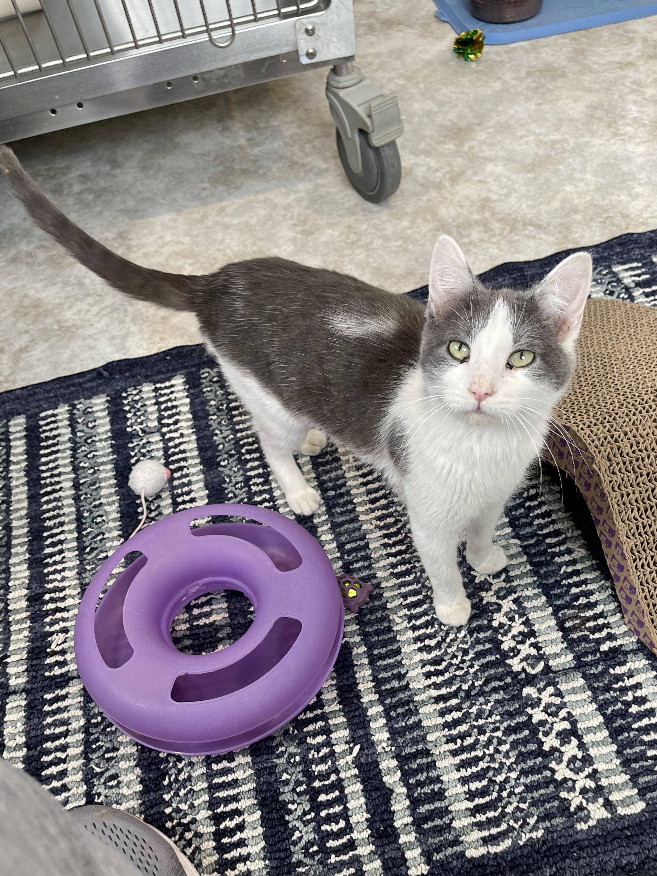 Cat for adoption - Sully, a Domestic Short Hair in Jamestown, ND ...
