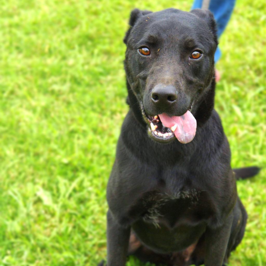 Dog for adoption - Shadow JuM, a Black Labrador Retriever & Whippet Mix ...