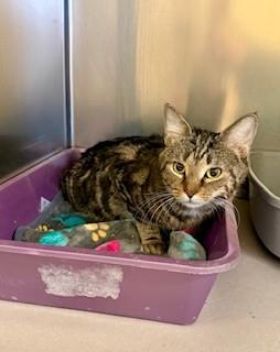 Cat for adoption - Darren, a Domestic Short Hair in Parsippany, NJ ...