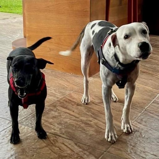 Dog for adoption - Beto and Pantera, a Pointer & Dachshund Mix in ...