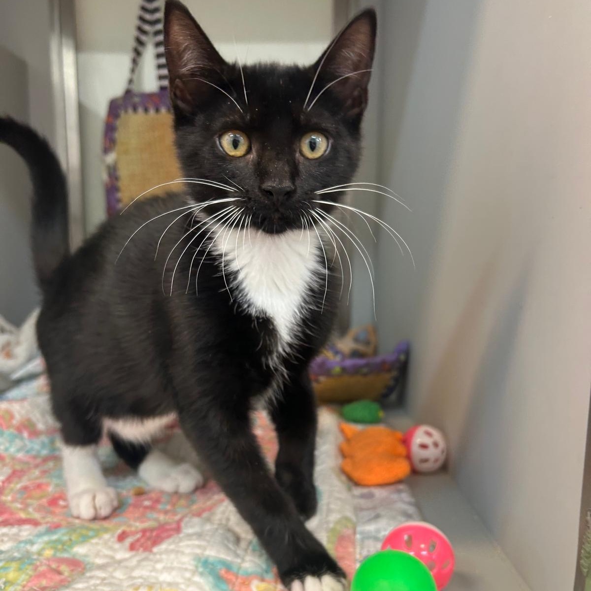Cat for adoption - Figaro, a Domestic Short Hair in Miami Beach, FL ...