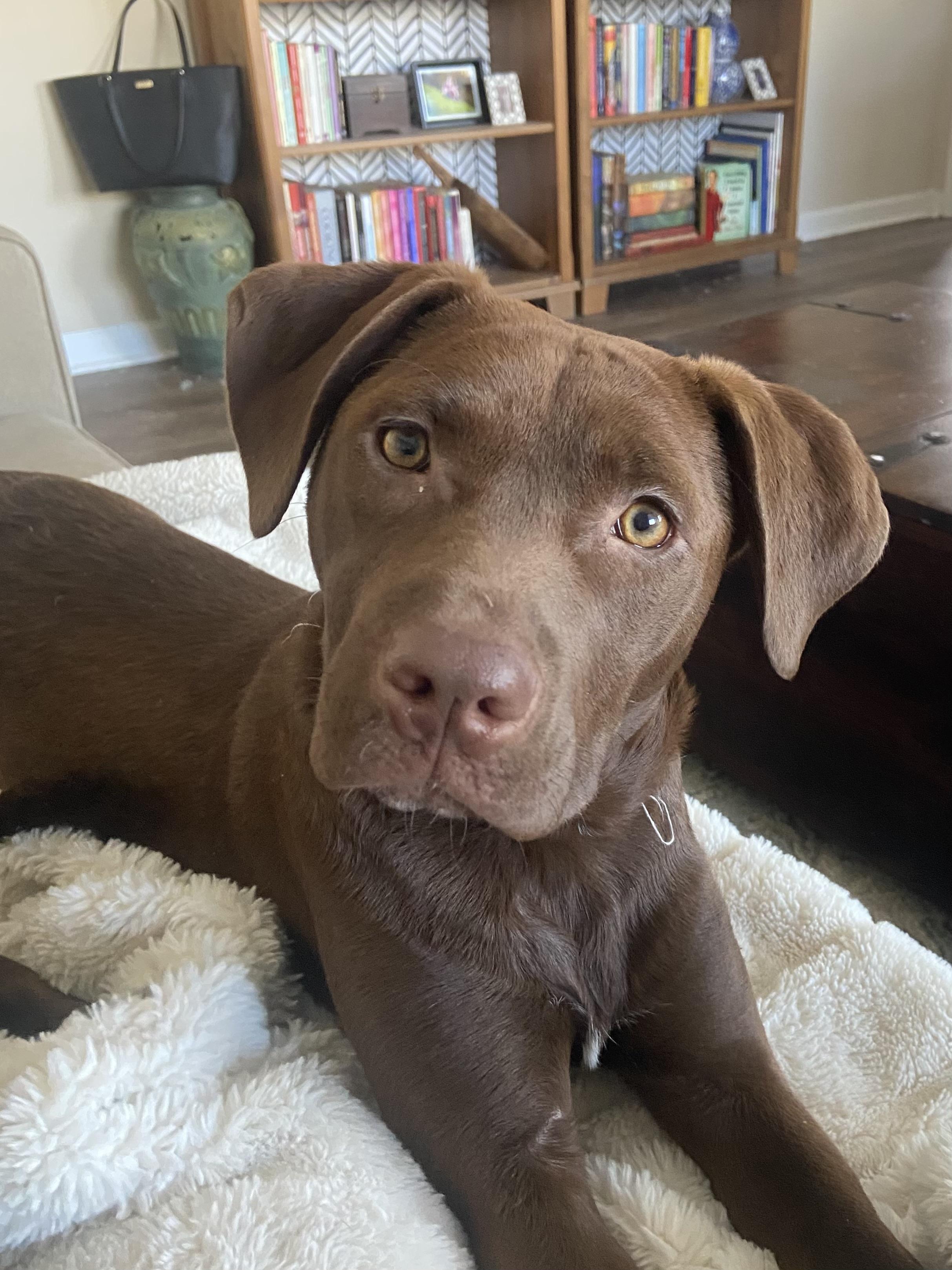 Dog for adoption - Ginger and Finn, a Chocolate Labrador Retriever Mix ...