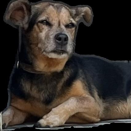 Dog for adoption - Dozer, a Pug & Miniature Pinscher Mix in Sonora, CA ...