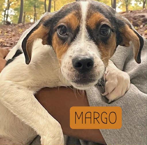 Dog for adoption - Margo (M Puppies), a Labrador Retriever Mix in ...