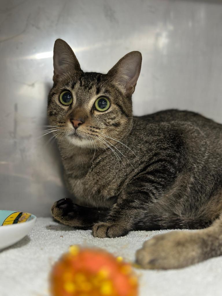 Cat for adoption - Silas, a Domestic Short Hair Mix in Denver, CO ...