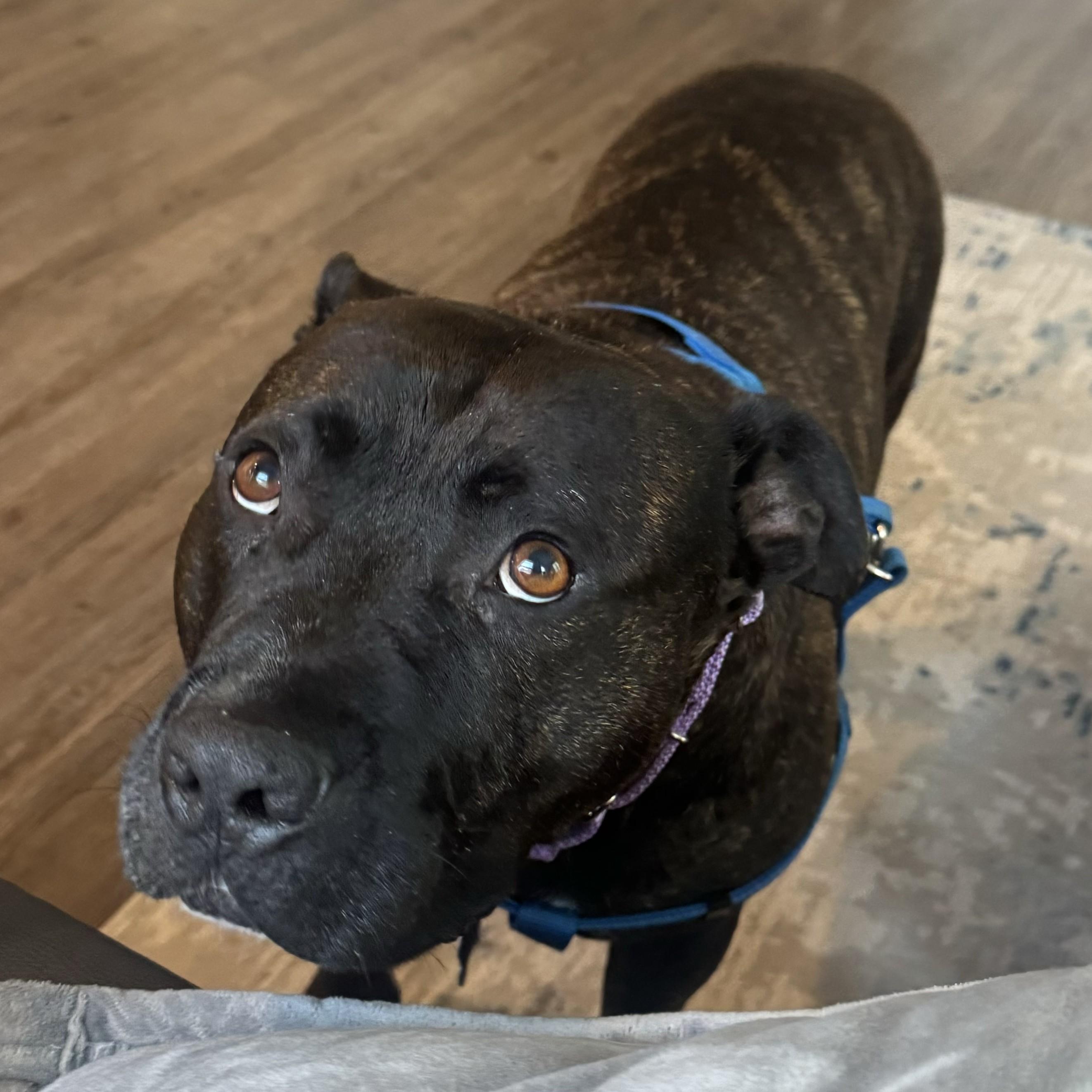Dog for adoption - Brent, a Pit Bull Terrier Mix in West Chester, PA ...