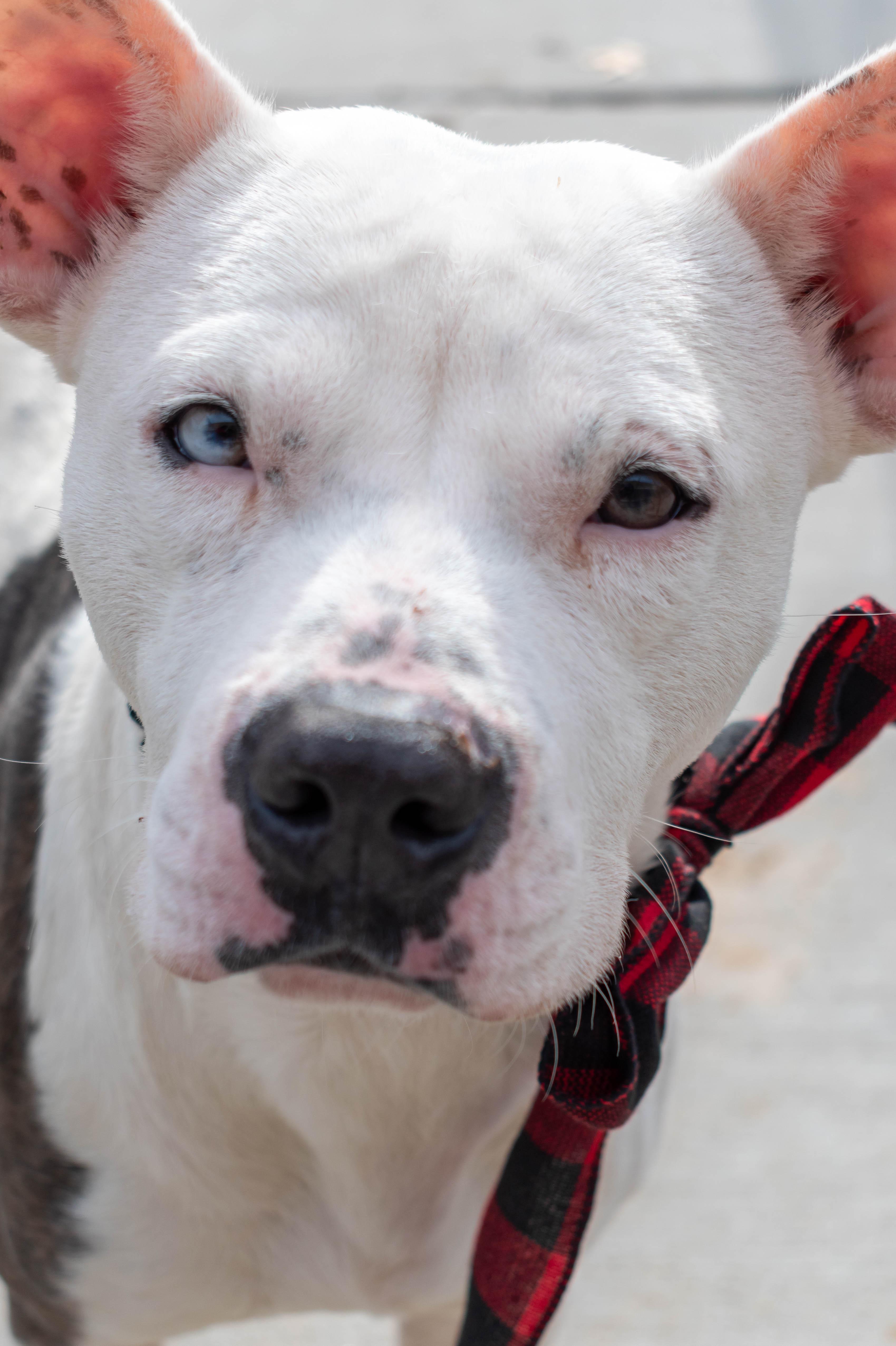 Dog for adoption - Klondike, a Pit Bull Terrier Mix in Fort Lupton, CO ...