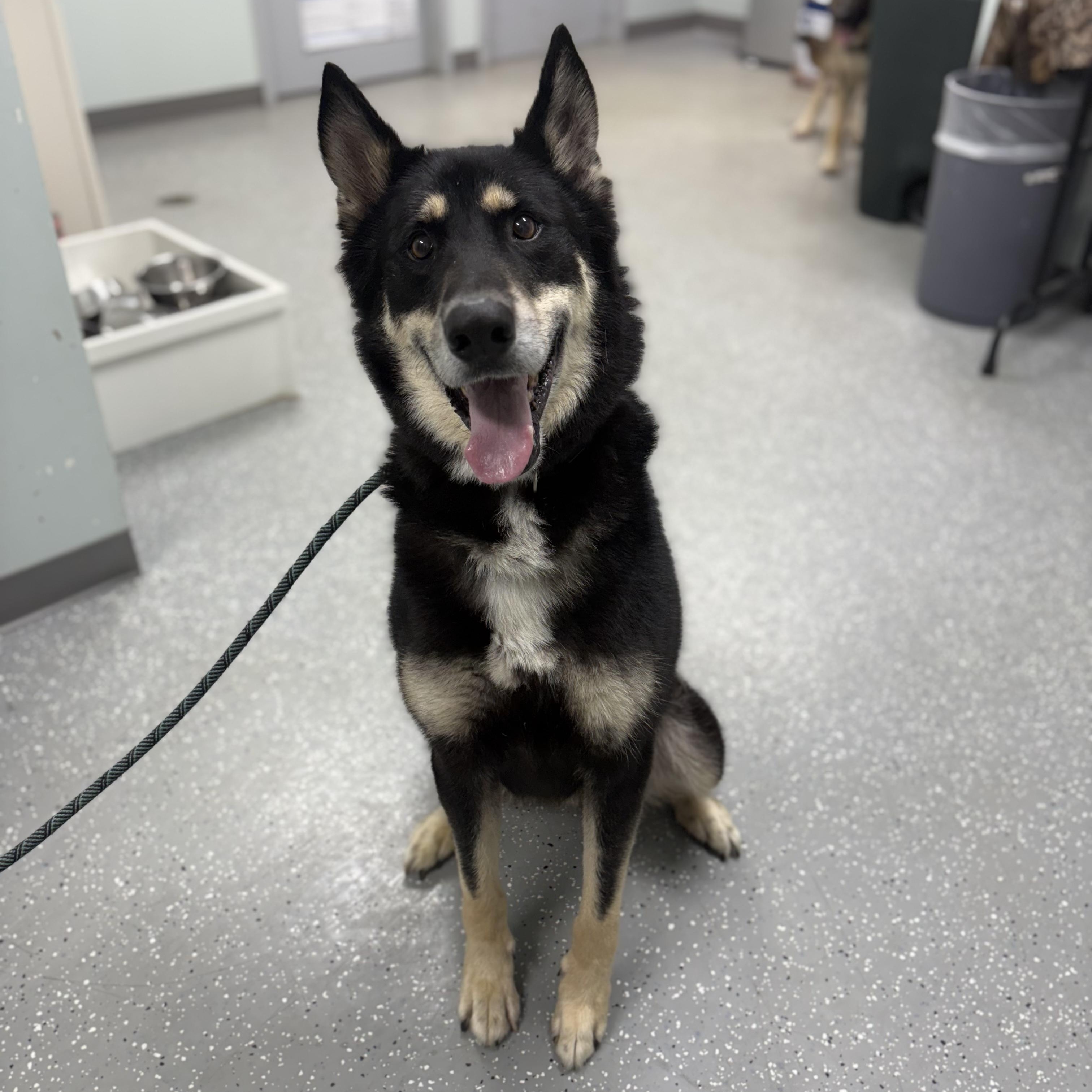 Dog for adoption - Roman, a Shepherd & Husky Mix in Bardstown, KY ...