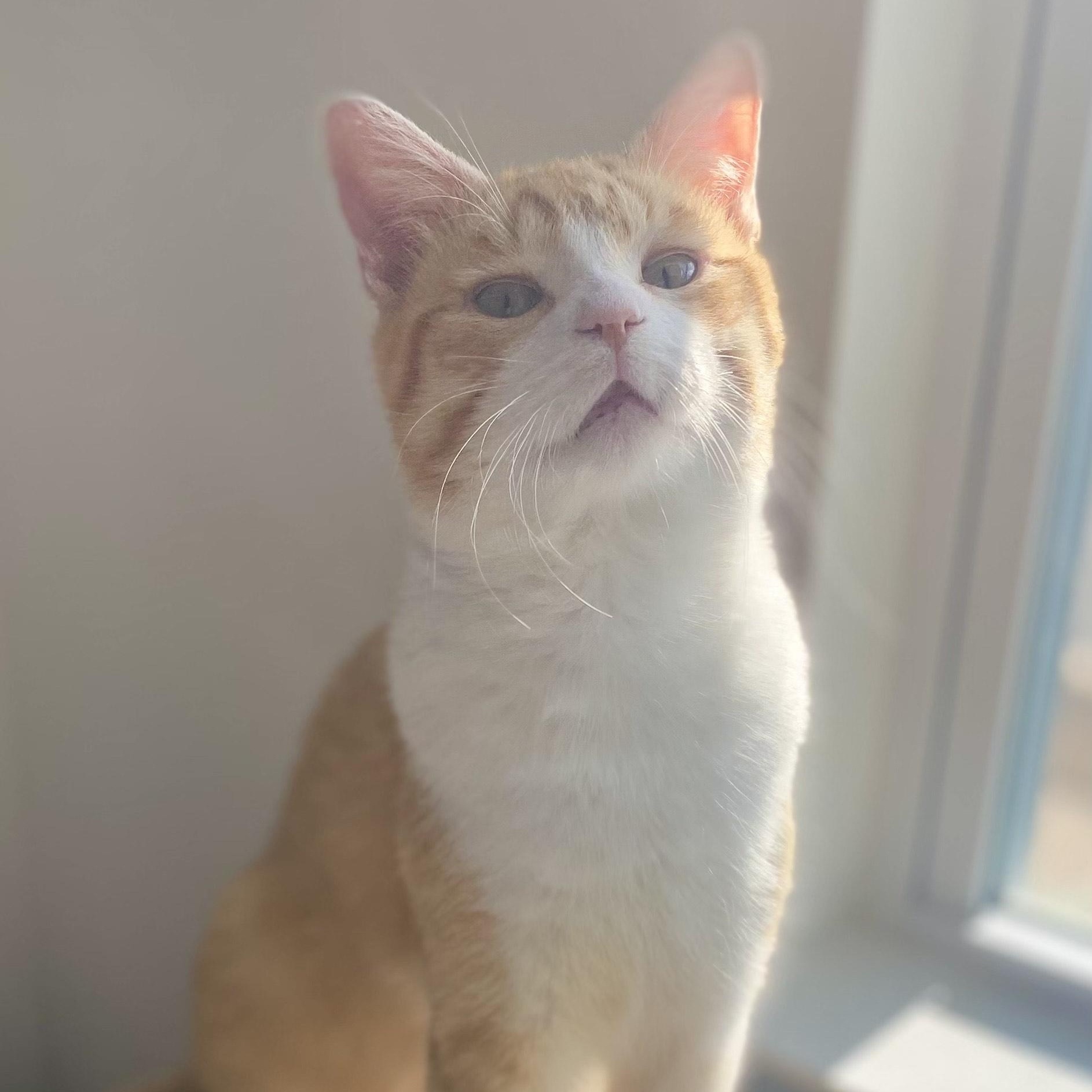 Cat for adoption - Oliver, an American Shorthair in Monroe, NC | Petfinder