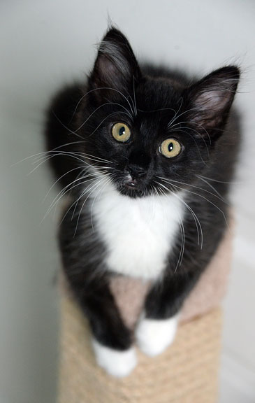 Cat for adoption - Nicky (Prison Kittens), a Tuxedo in Fort Leavenworth ...