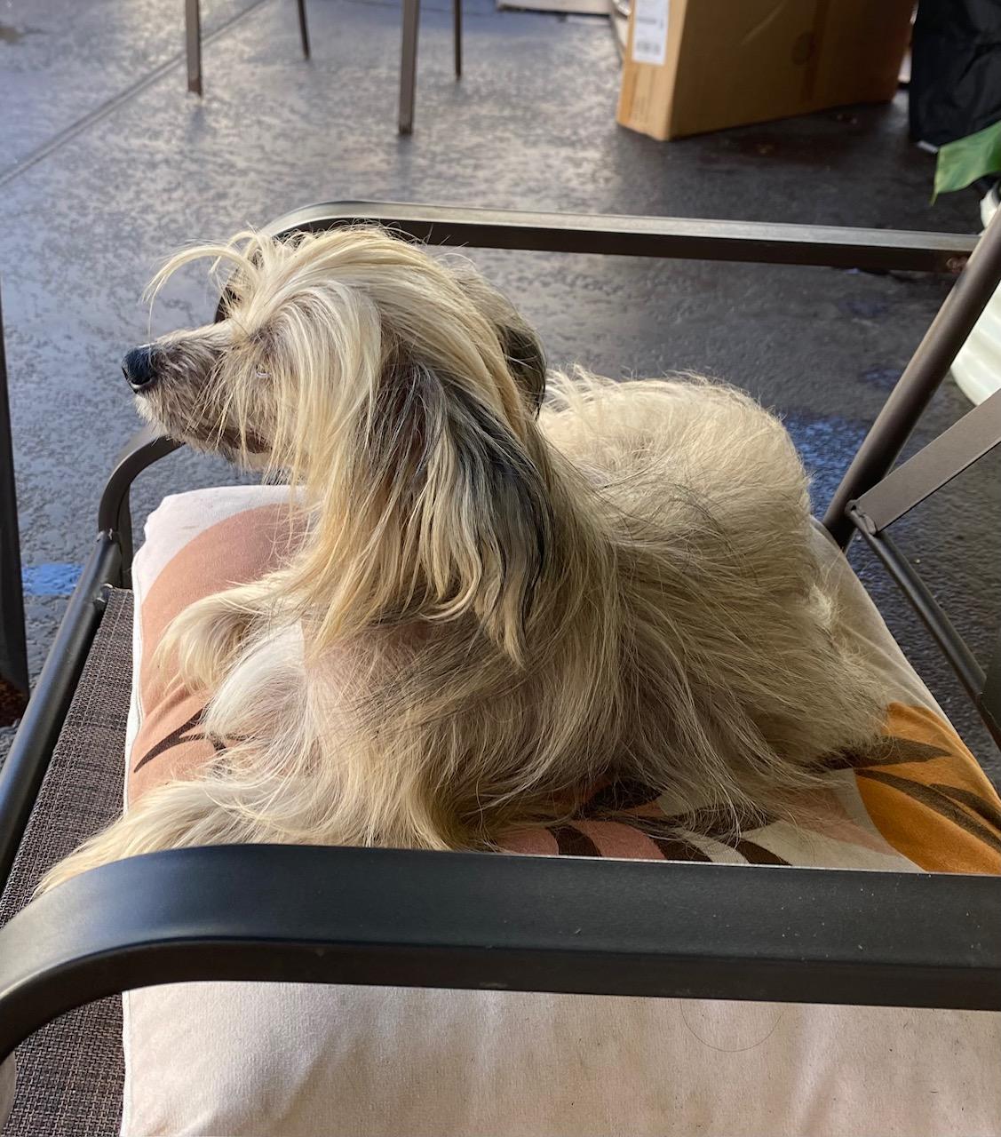 Alvin - Adoptable Pet | Petfinder | Petfinder