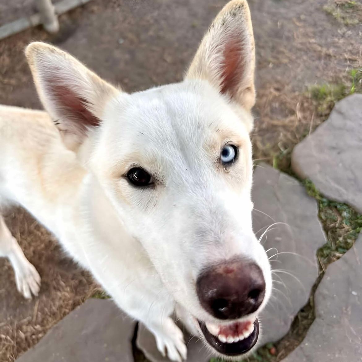 Dog for adoption - Blizzard, a Siberian Husky Mix in Billings, MT ...