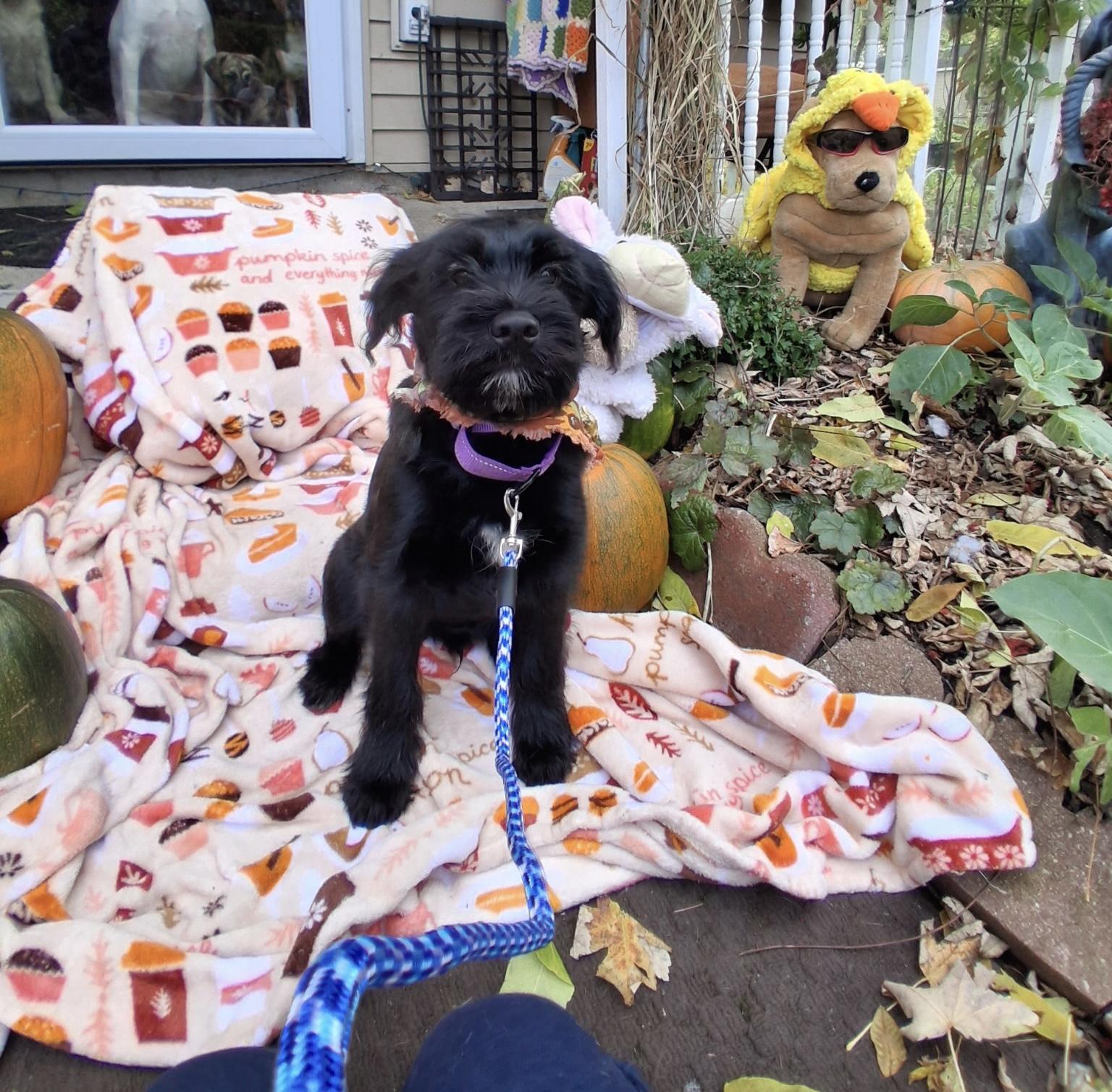 Dog for adoption - Bags(Saturday Pet Supplies Plus 5348 Dixie Hwy ...