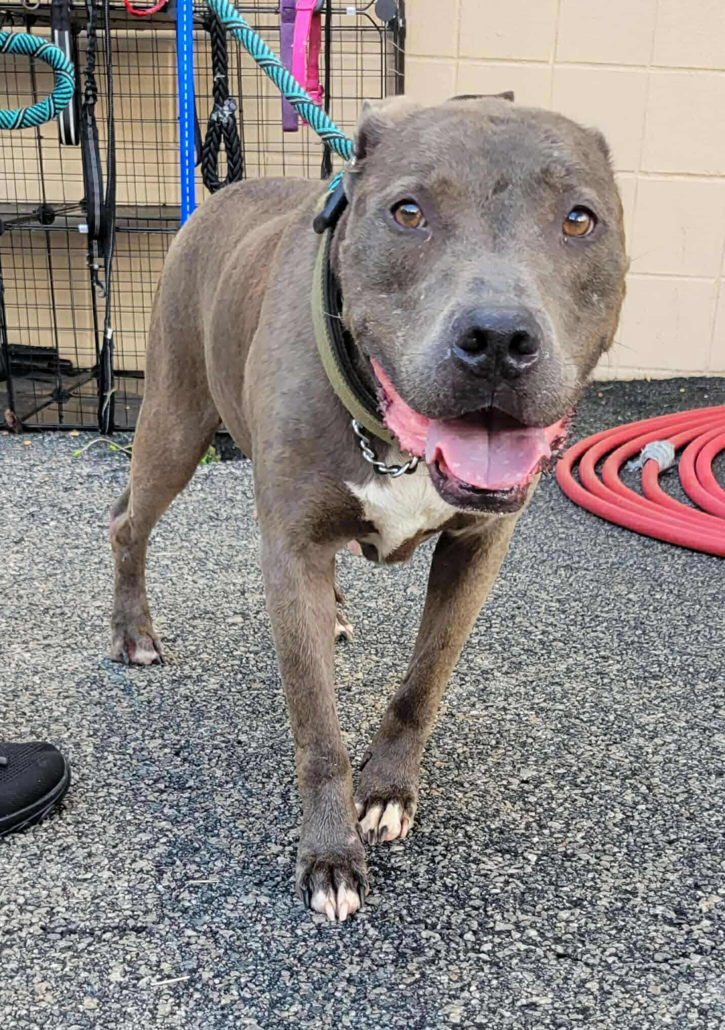 Dog for adoption - LAST CALL: Garth 7/26, a Terrier in Willoughby, OH ...